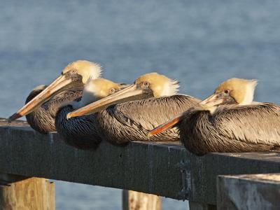'Brown Pelicans Loafing on Railing at Goose Island State Park, Goose ...
