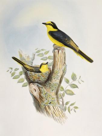 'Brown-Rumped Minivet (Pericrocotus Cantonensis)' Giclee Print - John ...