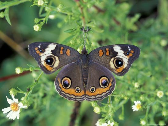 Buckeye Butterfly, Great Smoky Mountains National Park, Tennessee, USA ...