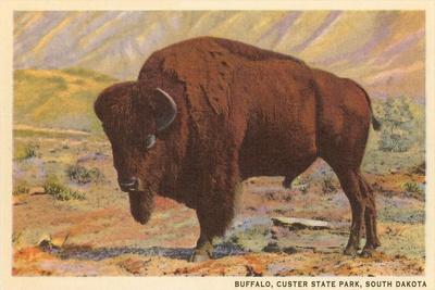 Buffalo, Custer State Park Art Print | Art.com