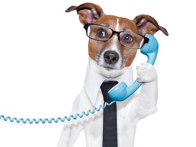 'Business Dog On The Phone' Photographic Print - Javier Brosch | Art.com