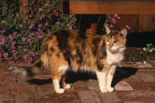 Calico Cat Outside Calico Cat Outside