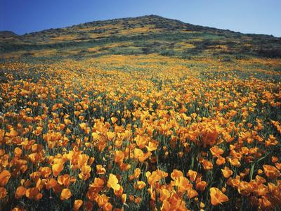 'California, Lake Elsinore, California Poppy Cover the Hillside ...