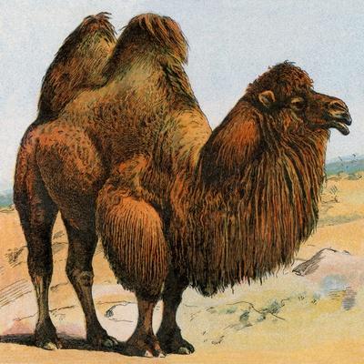 'Camel. Lithograph from 19Th Century Illustration.' Giclee Print | Art.com