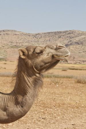 'Camel Profile' Photographic Print | Art.com