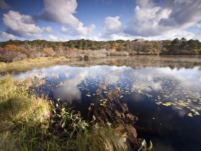 'Cape Cod Wetlands, Massachusetts, USA' Photographic Print - William ...