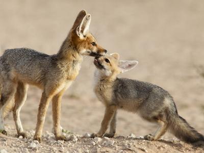 'Cape Fox With Cub (Vulpes Chama), Kgalagadi Transfrontier Park ...