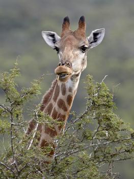 'Cape Giraffe (Giraffa Camelopardalis Giraffa) Feeding, Hluhluwe Game ...