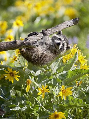'Captive Baby Raccoon Hanging on to a Branch Among Arrowleaf Balsam ...