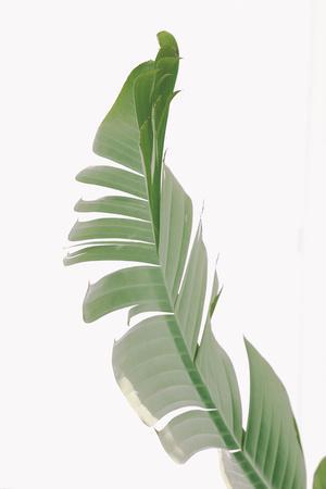 Palm Flex Giclee Print - Carina Okula | Art.com