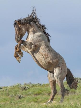 'A wild red roan stallion rearing up as a rival approaches, Salt Wells ...