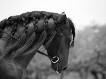 'Black Peruvian Paso Stallion in Traditional Peruvian Bridle, Sante Fe ...