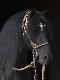 'Black Peruvian Paso Stallion in Traditional Peruvian Bridle, Sante Fe ...