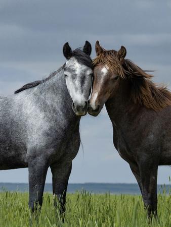 Two wild horses, sibling fillies, nuzzling, Lost Creek, Wyoming, USA ...