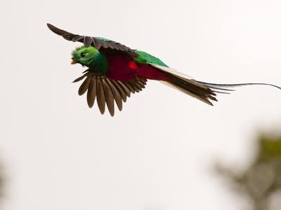 'Resplendent Quetzal in Flight, Costa Rica' Photographic Print - Cathy ...