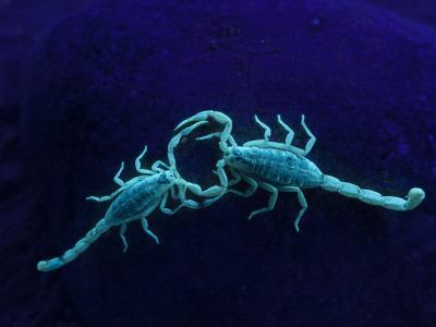 'Two Scorpions Under Blacklight, Maverick County, Texas, USA ...