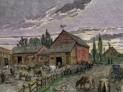 Cattle and Barns from a Canadian Farm of 1850. 19Th Century Colour ...
