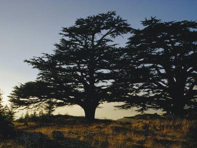 'Cedars of Lebanon at the Foot of Mount Djebel Makhmal Near Bsharre ...