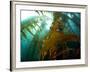 'Chanthe View Underwater Off Anacapa Island of a Kelp Forest ...