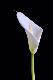 'Zantedeschia Araceae Single Flower' Photographic Print - Charles ...