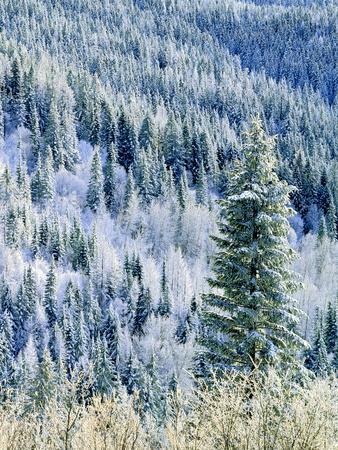 'Aspen Trees, Mt Spokane State Park, Washington, USA' Photographic ...