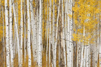 'Aspen Trees, White River National Forest Colorado, USA' Photographic ...