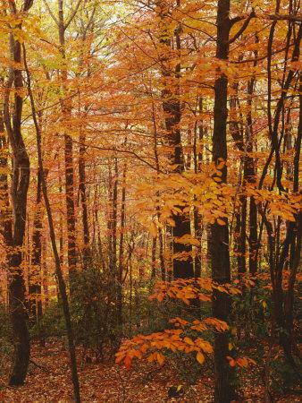 'Autumn forest, Blue Ridge Parkway, Virginia, USA' Photographic Print ...