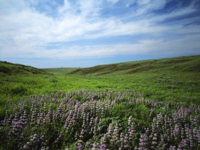 Big Basin Prairie Preserve, Kansas, USA Photographic Print - Charles ...