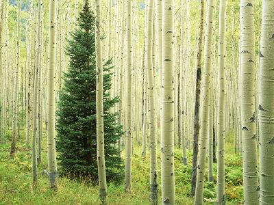 'Silver FIr in Aspen Grove, White River National Forest, Colorado, USA ...