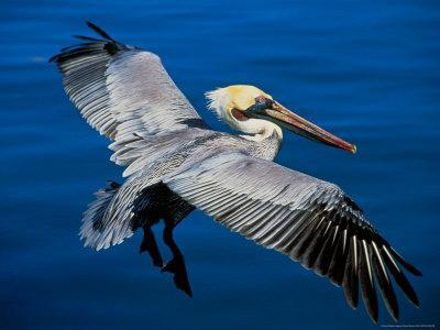 'Male Brown Pelican in Breeding Plumage, Mexico' Photographic Print ...