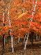 'White Birch Trees in Fall, Vermont, USA' Photographic Print - Charles ...