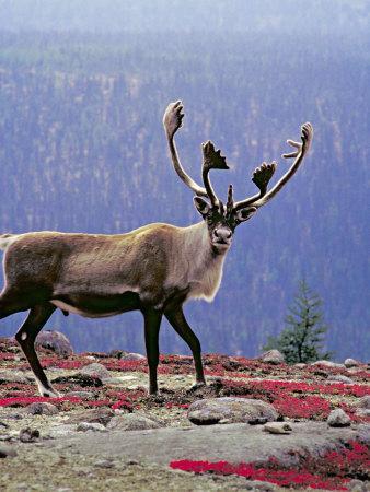 'Woodland Caribou on a Ridge During Fall Migration, Quebec, Canada ...