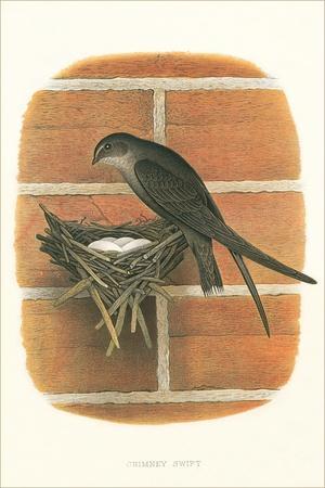 'Chimney Swift Nest and Eggs' Art Print | Art.com