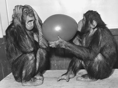 'Chimpanzee Inflates a Balloon' Photographic Print | Art.com