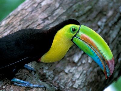 'Keel-Billed Tucan with Cicada Approaching Nest, Barro Colorado Island ...
