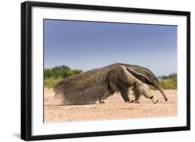 Giant Anteater (Myrmecophaga Tridactyla) Walking In Habitat, Hato El ...