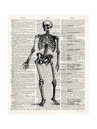 'Vintage Anatomy Skeleton' Premium Giclee Print - Christopher James ...