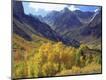'Aspen Trees in Autumn Color in the Mcgee Creek Area, Sierra Nevada ...