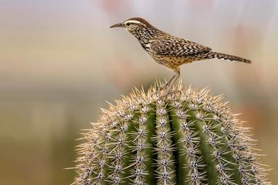 'Cactus Wren at the Arizona Sonoran Desert Museum in Tucson, Arizona ...