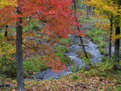 'Coles Creek lined Autumn Maple Trees, Houghton, Michigan, USA ...