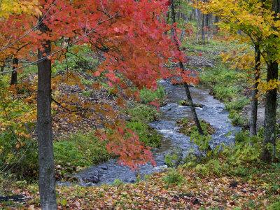 'Coles Creek lined Autumn Maple Trees, Houghton, Michigan, USA ...