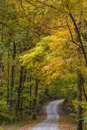 'Scenic Road Through Autumn Forest Indiana, USA' Photographic Print ...