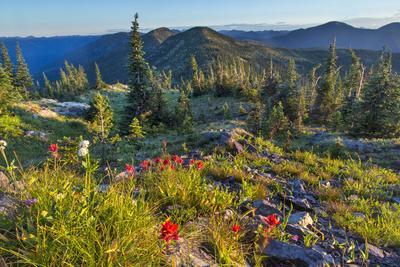 Wildflowers, Whitefish Range, Stillwater State Forest, Montana, USA ...
