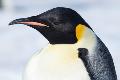 'Antarctica, Weddell Sea, Snow Hill colony. Emperor penguin head close ...