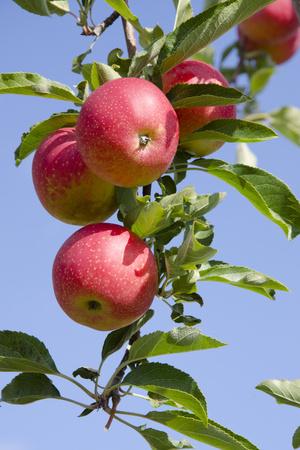 'Beautiful Red Apples, Lafayette, New York, USA' Photographic Print ...