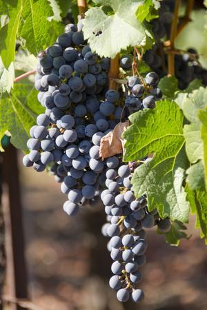 'Purple Wine Grapes on the Vine, Napa Valley, California, USA ...