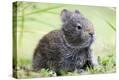 'Volcano Rabbit (Romerolagus Diazi) Milpa Alta Forest' Photographic ...