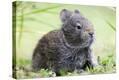 'Volcano Rabbit (Romerolagus Diazi) Milpa Alta Forest' Photographic ...