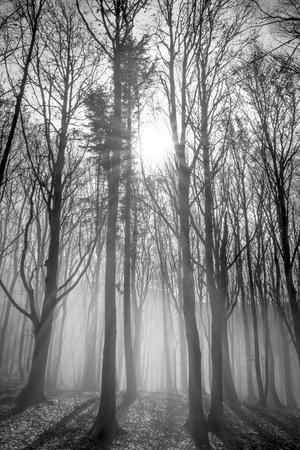 'Sassofratino Reserve, Foreste Casentinesi National Park, Badia ...