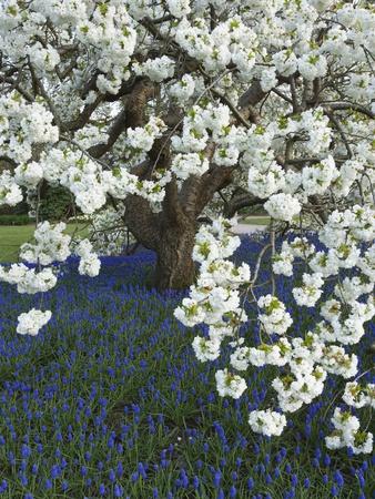 'Cherry tree blooming over Muscari armeniacum' Photographic Print ...